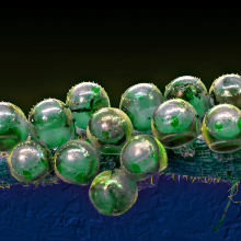 Alien Breeders & Spawners » Transformation Paradise